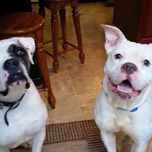 American Bulldog Rescue - 501C3 Not-for-Profit Dog Rescue Charity – Mercy