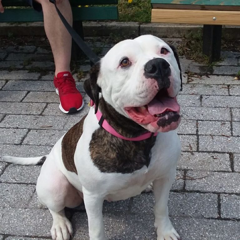 American Bulldog Rescue - 501C3 Not-for-Profit Dog Rescue Charity ...