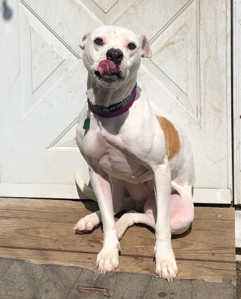 American Bulldog Rescue - 501C3 Not-for-Profit Dog Rescue Charity – Smiley