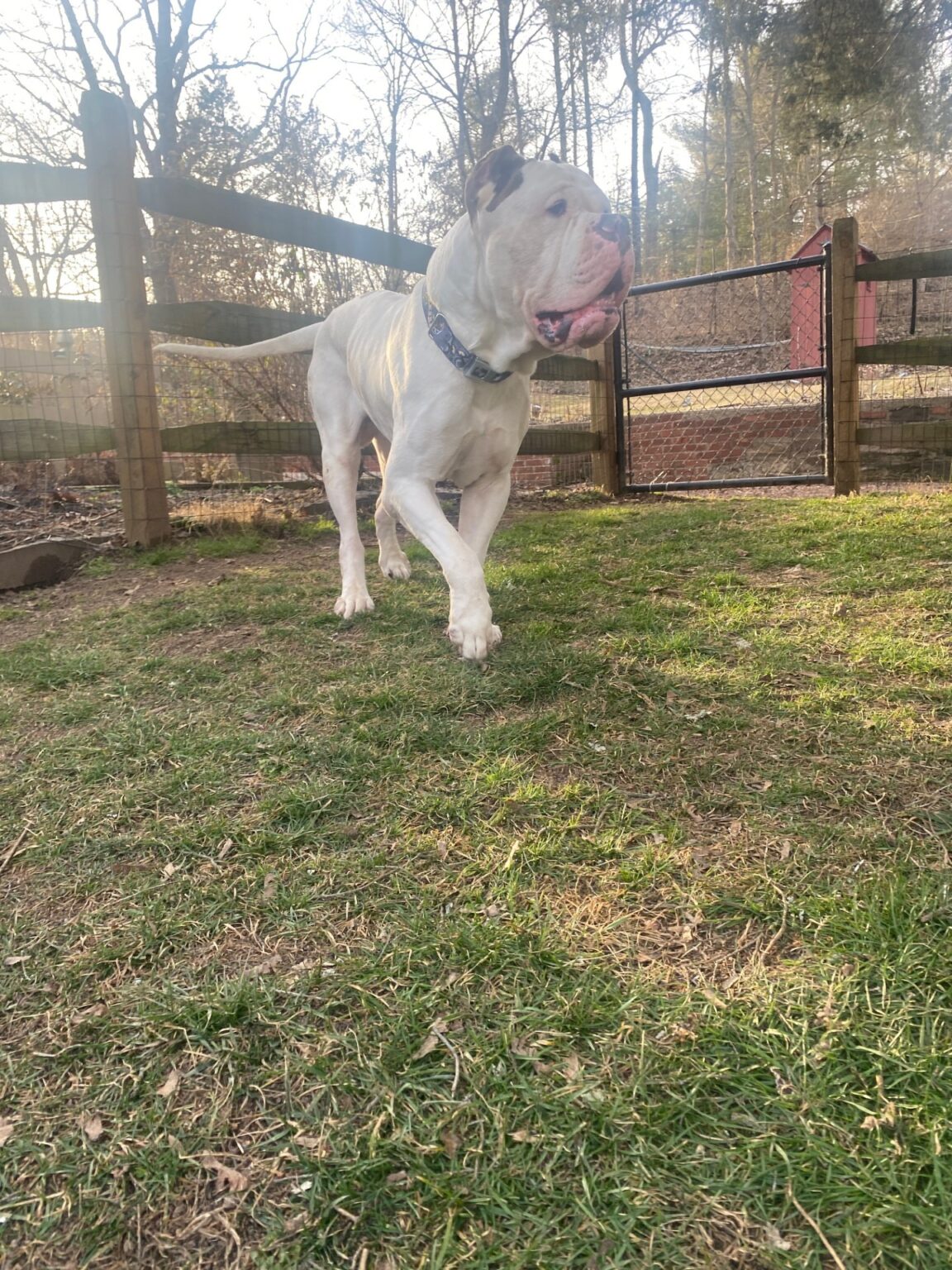 American Bulldog Rescue - 501C3 Not-for-Profit Dog Rescue Charity – Bear