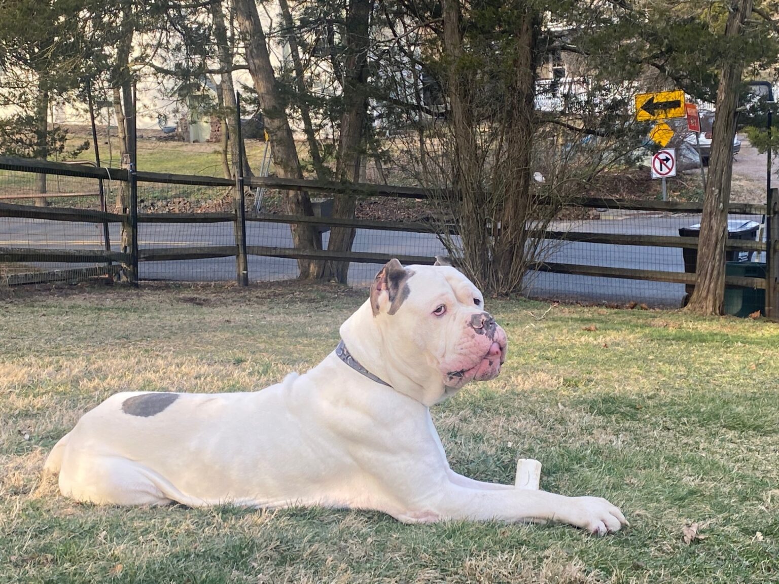 American Bulldog Rescue - 501C3 Not-for-Profit Dog Rescue Charity – Bear