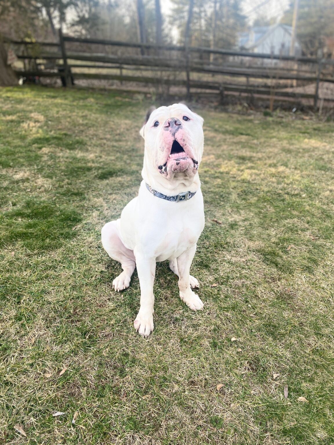 American Bulldog Rescue - 501C3 Not-for-Profit Dog Rescue Charity – Bear