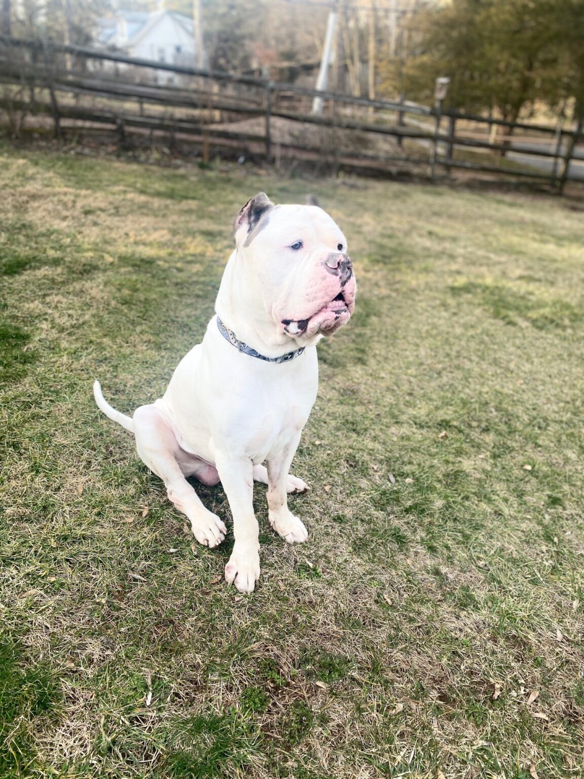 American Bulldog Rescue - 501C3 Not-for-Profit Dog Rescue Charity – Bear