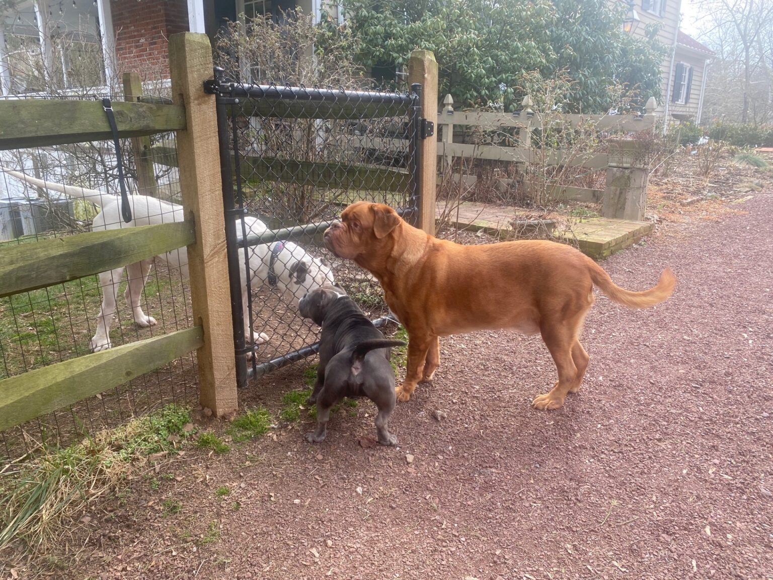 American Bulldog Rescue - 501C3 Not-for-Profit Dog Rescue Charity – Bear