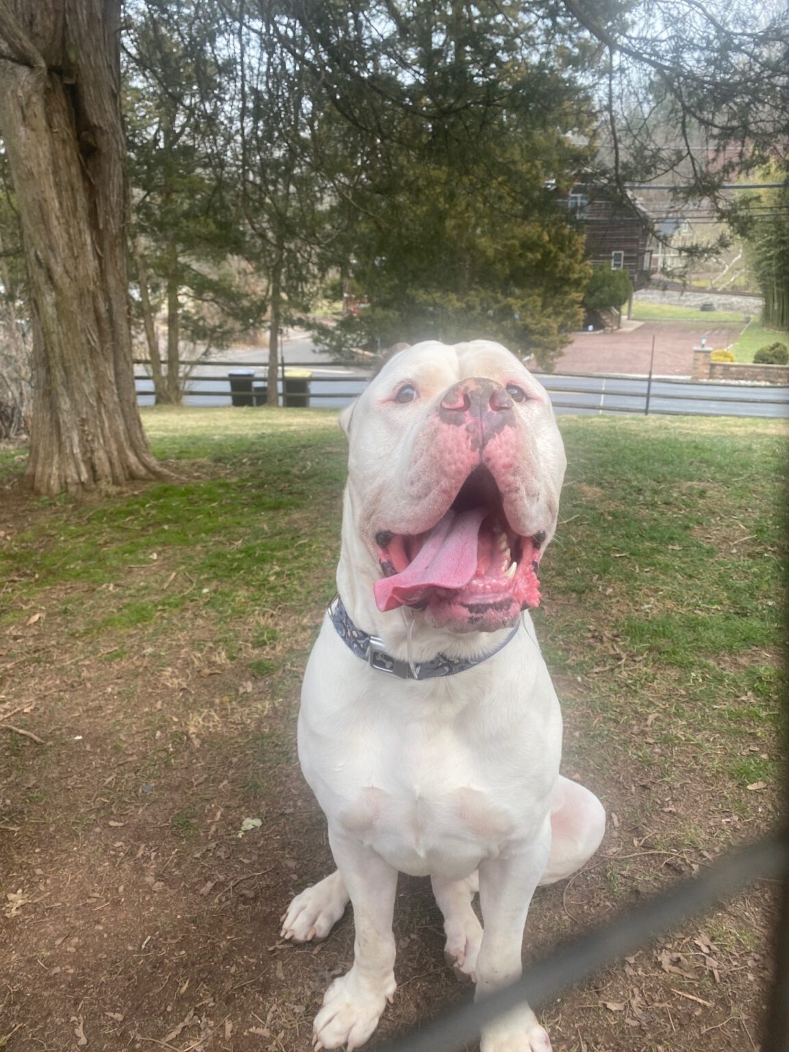 American Bulldog Rescue - 501C3 Not-for-Profit Dog Rescue Charity – Bear