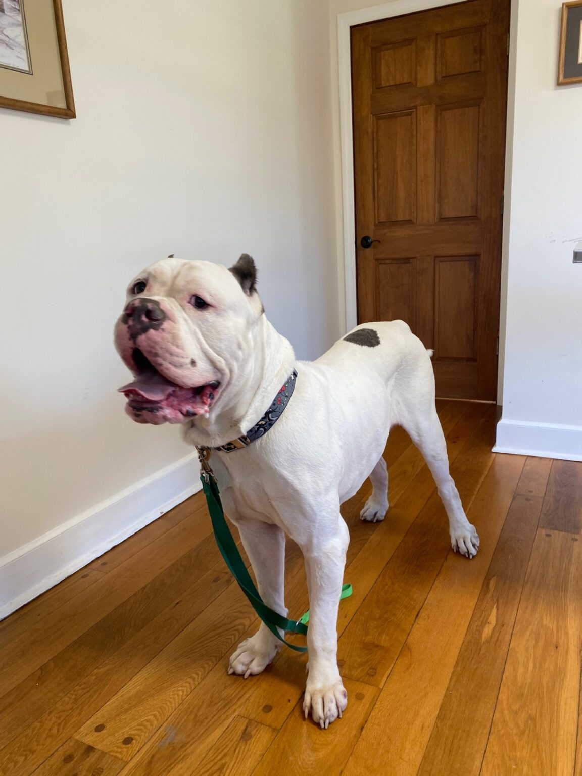 American Bulldog Rescue - 501C3 Not-for-Profit Dog Rescue Charity – Bear