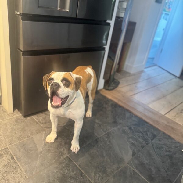 American Bulldog Rescue - 501C3 Not-for-Profit Dog Rescue Charity – Melba