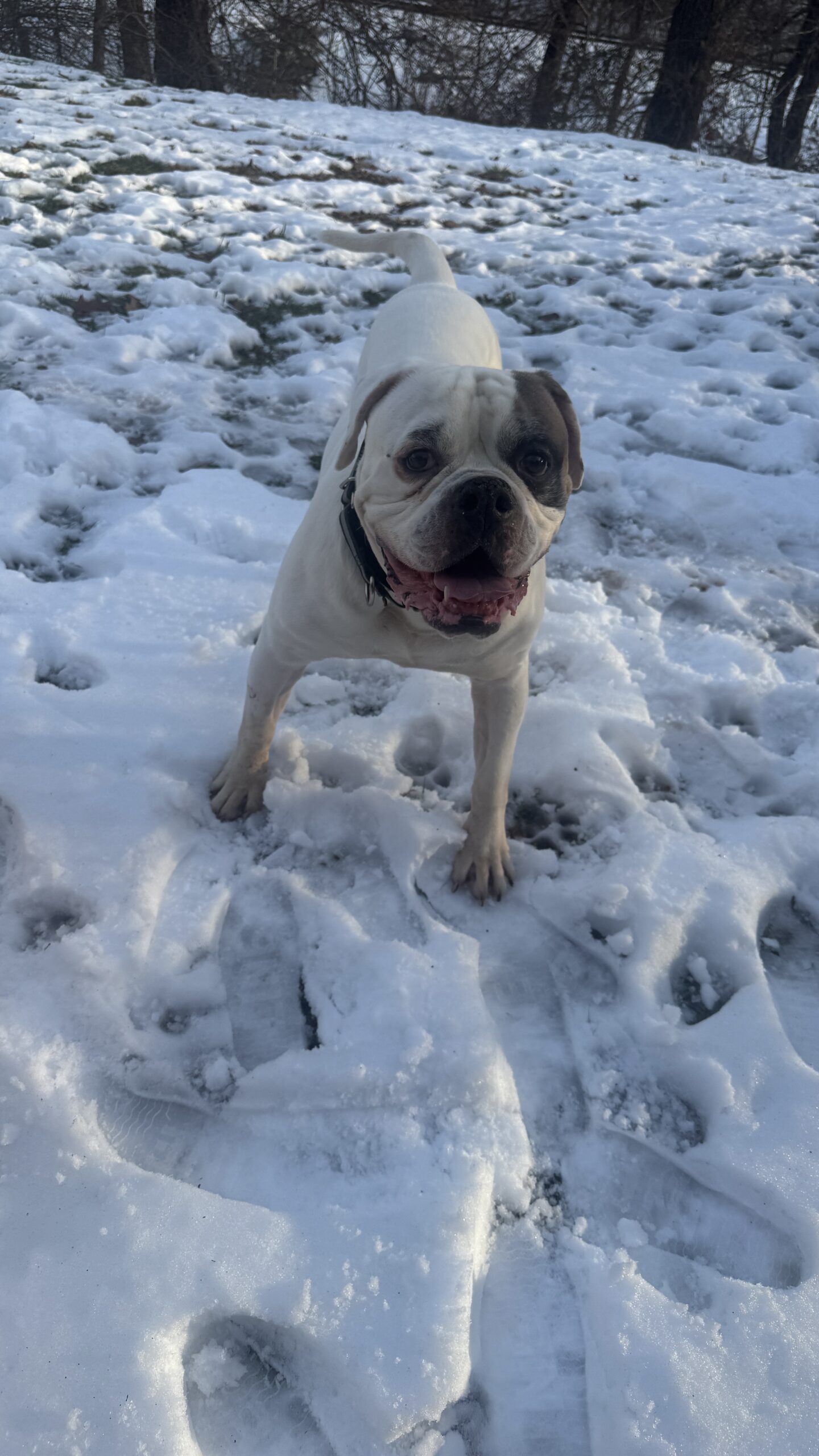 American Bulldog Rescue - 501C3 Not-for-Profit Dog Rescue Charity – Cotton