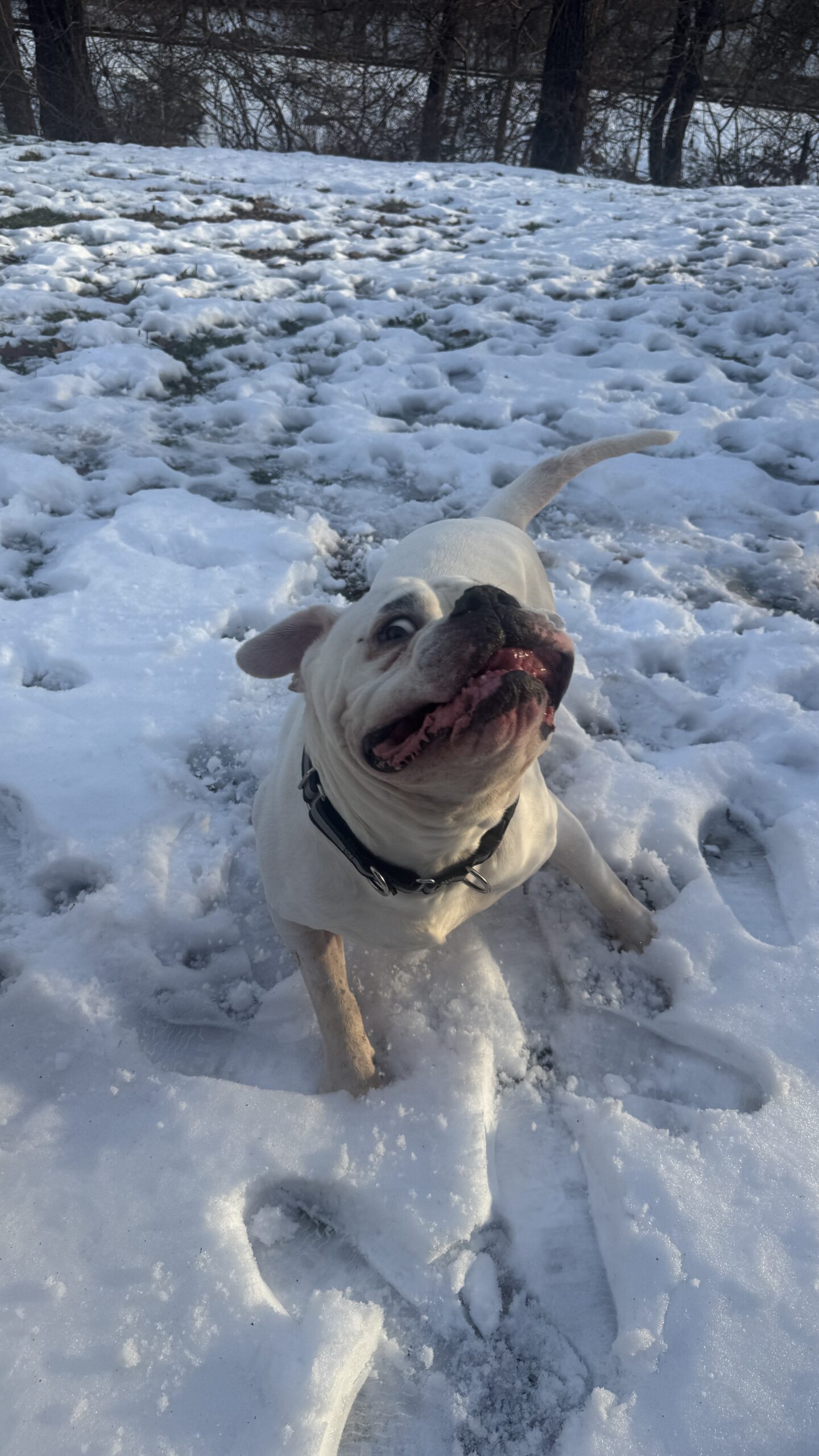 American Bulldog Rescue - 501C3 Not-for-Profit Dog Rescue Charity – Cotton