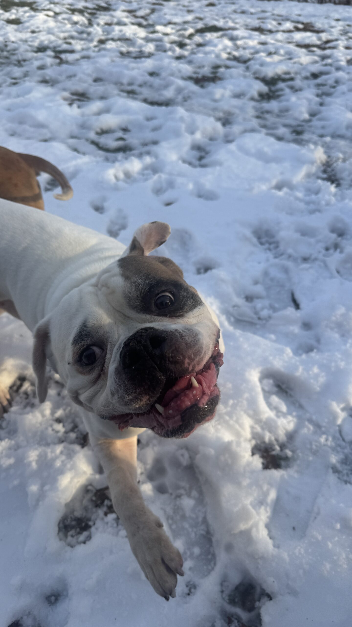 American Bulldog Rescue - 501C3 Not-for-Profit Dog Rescue Charity – Cotton