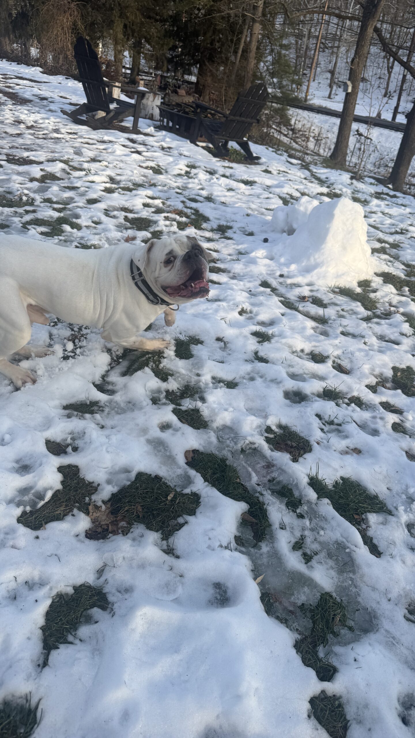 American Bulldog Rescue - 501C3 Not-for-Profit Dog Rescue Charity – Cotton