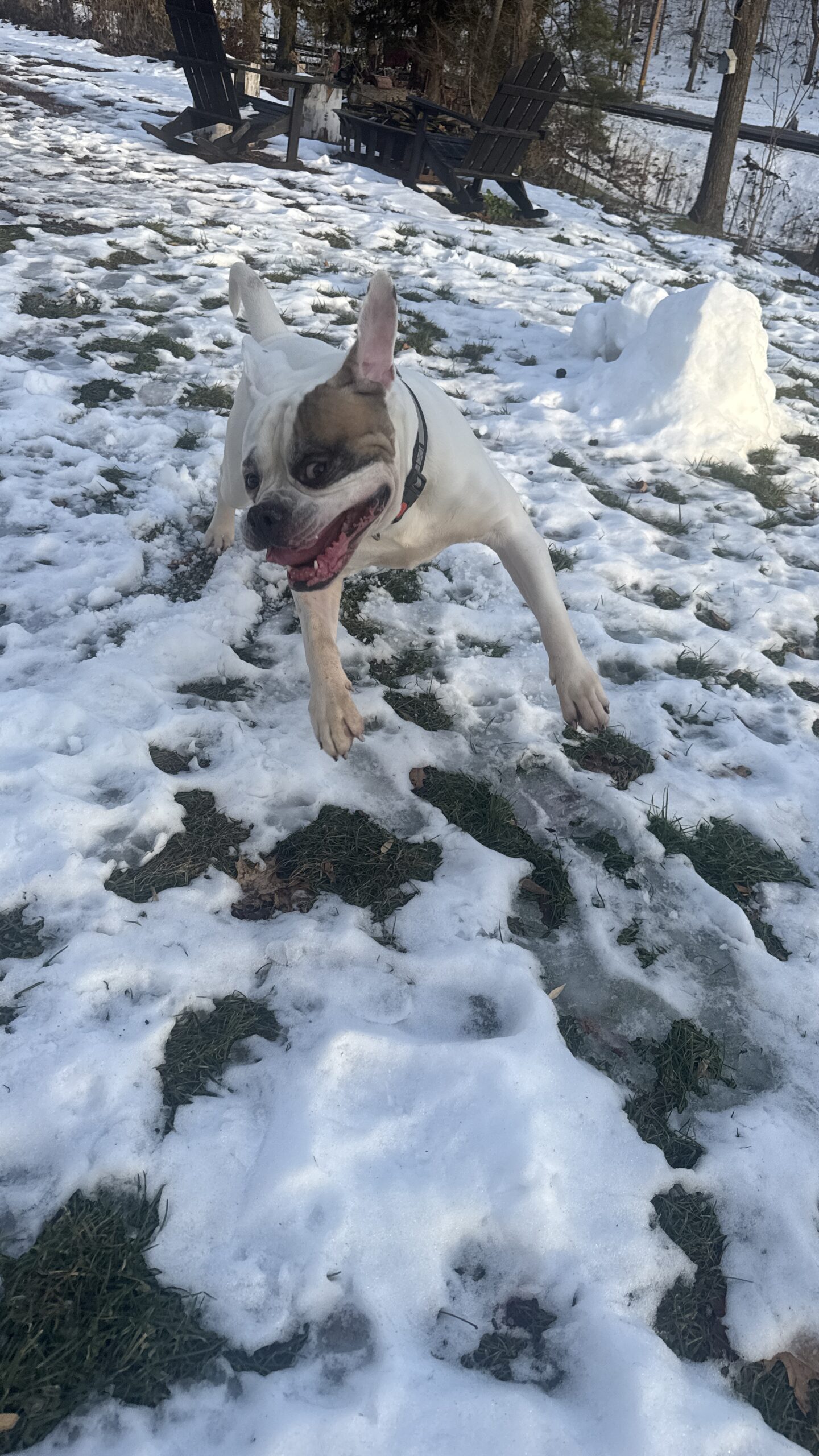 American Bulldog Rescue - 501C3 Not-for-Profit Dog Rescue Charity – Cotton